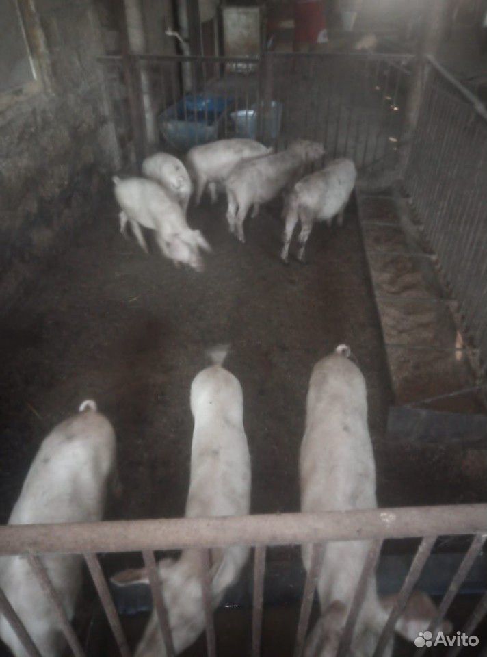 Поросенок ландрас