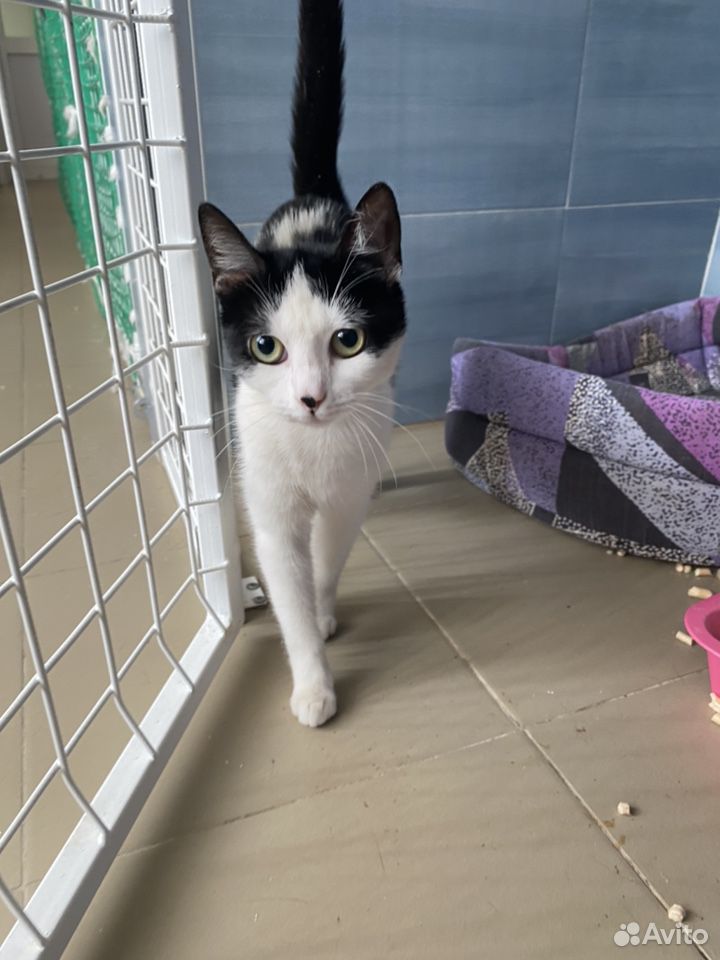 Котенок 7 мес девочка очень ласковая