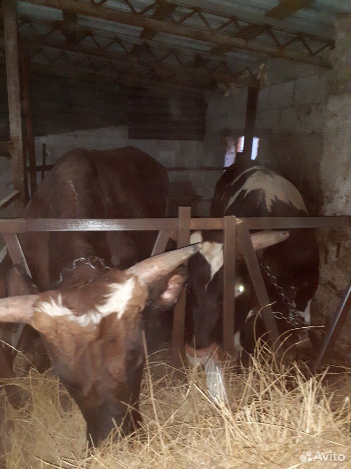 Быки и корова