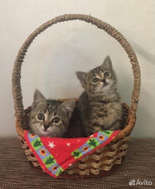 Попочки котята