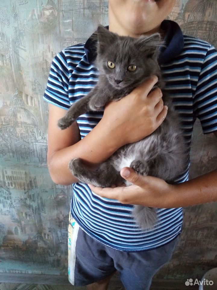 Кошка