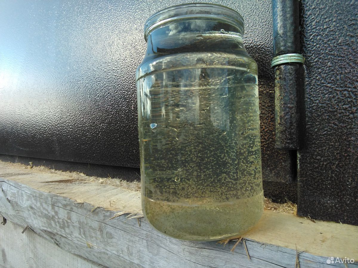 Дафния Моина