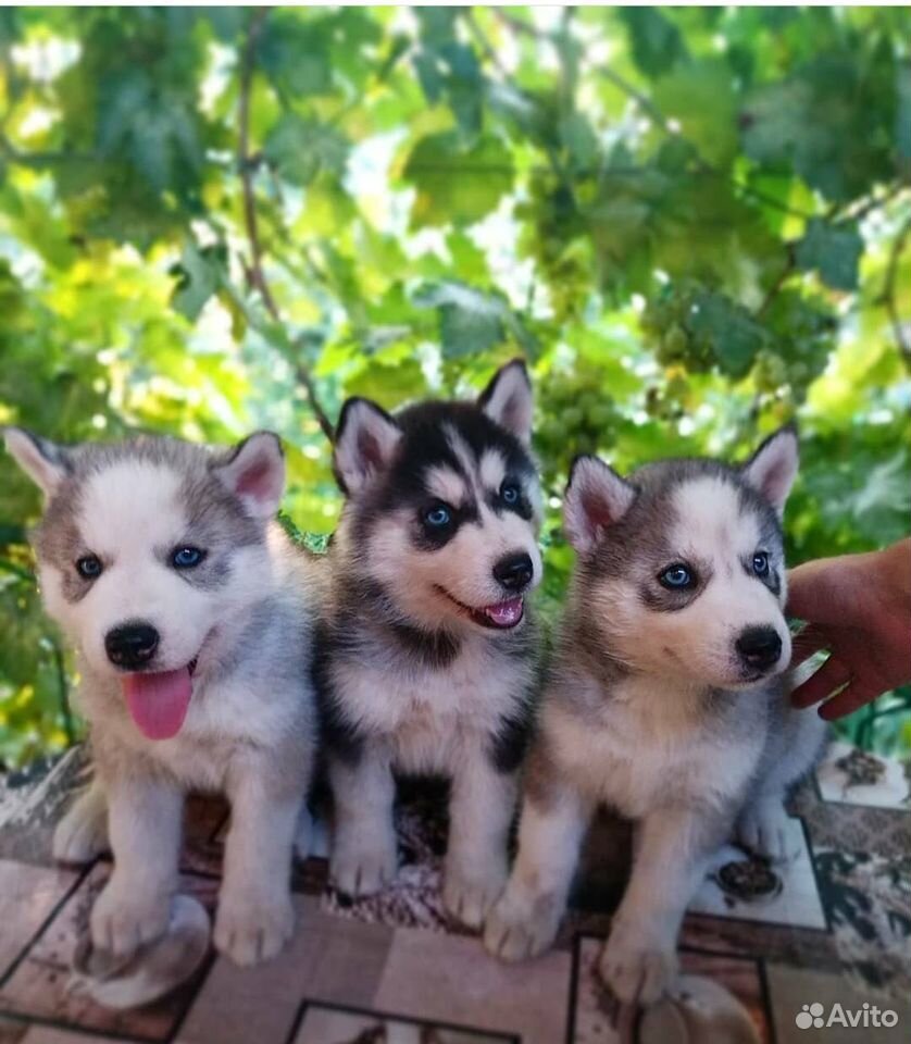 Сибирский хаски