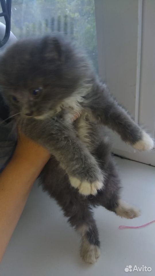 Котята дымчатые