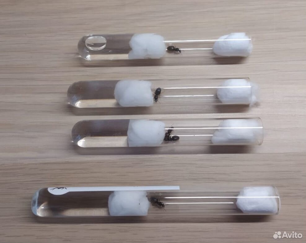 Матки Lasius niger