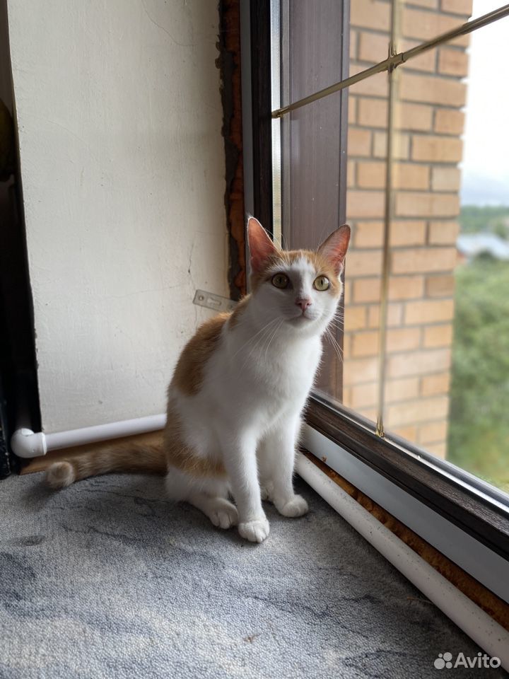 Котик Тедди