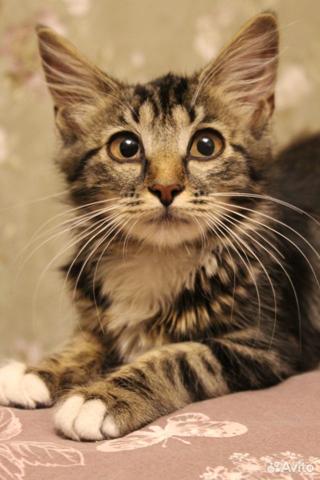 Котенок Рысюшка ищет дом