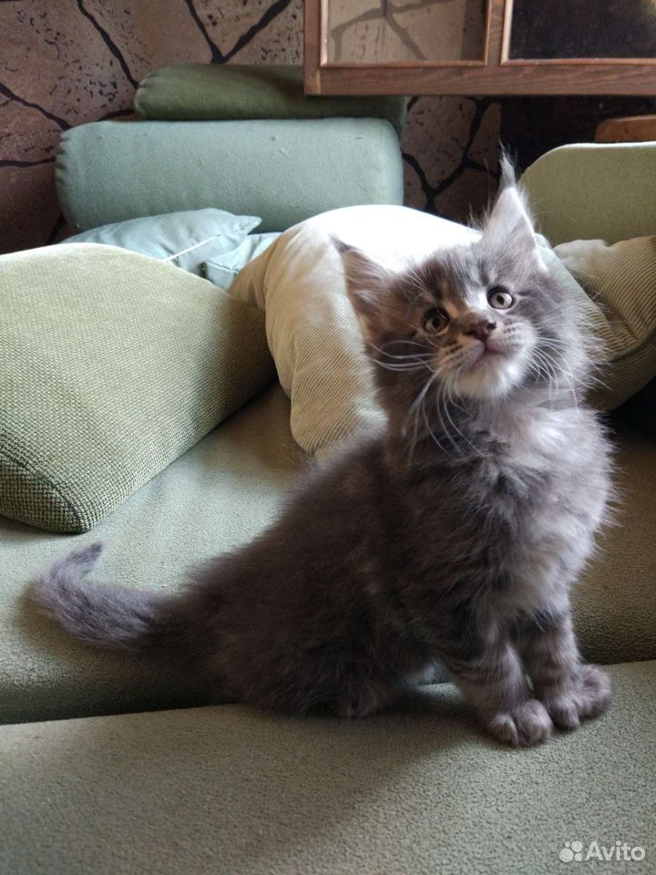 Элитная поли-куночка