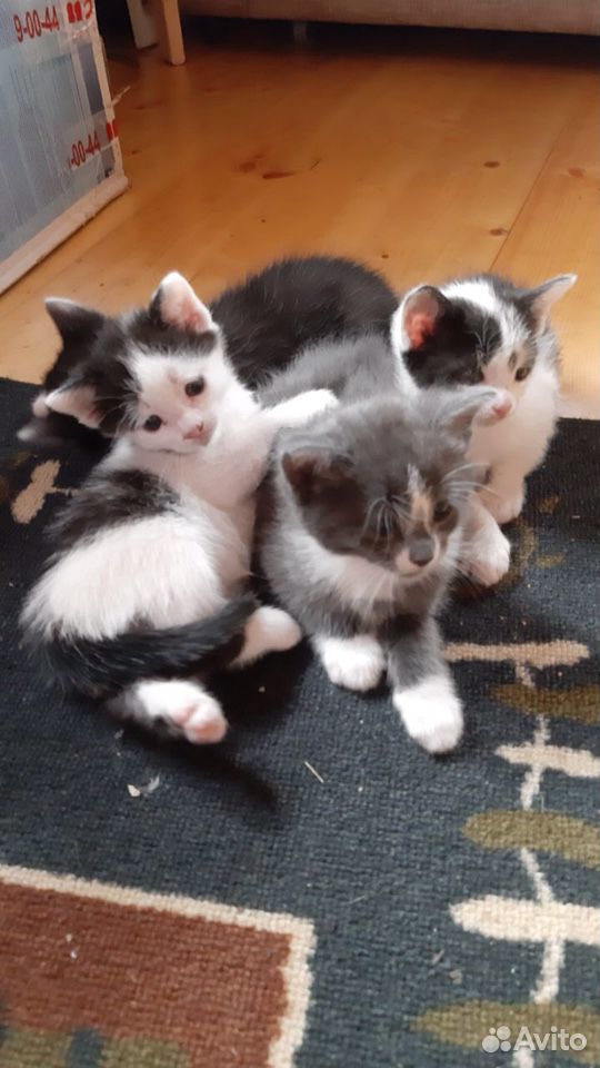 Котята