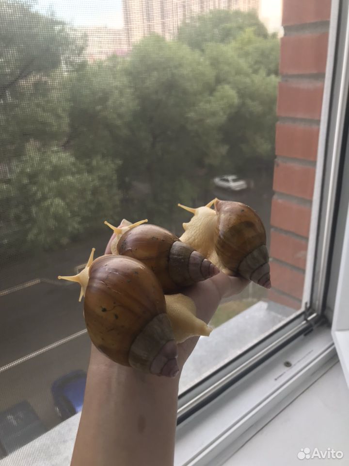 Продам Улиток