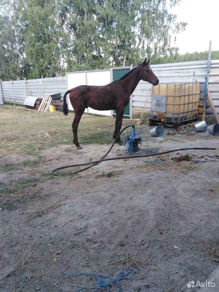 Продам жеребенка