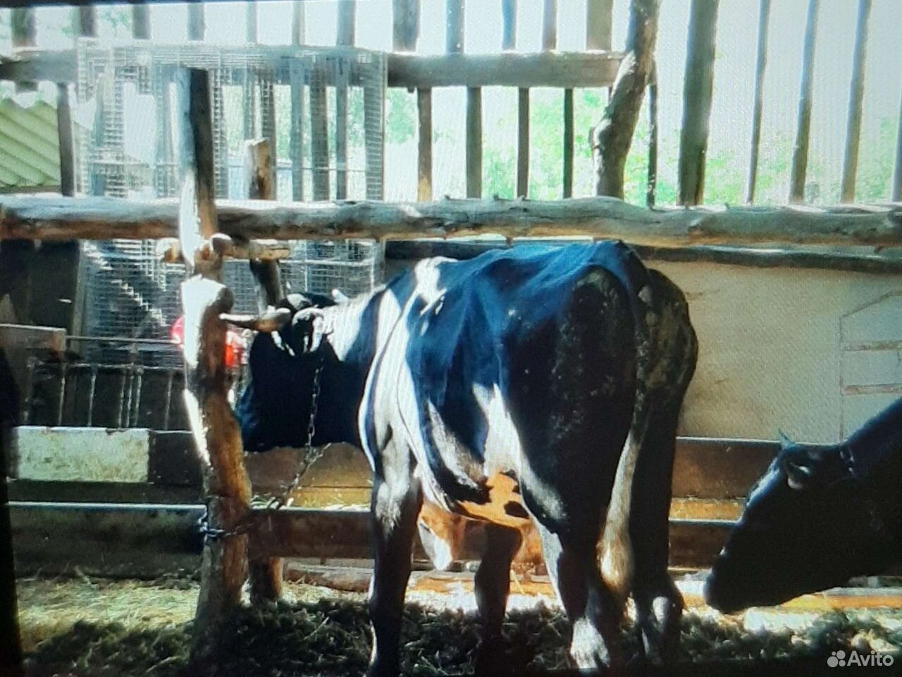 Быки на мясо