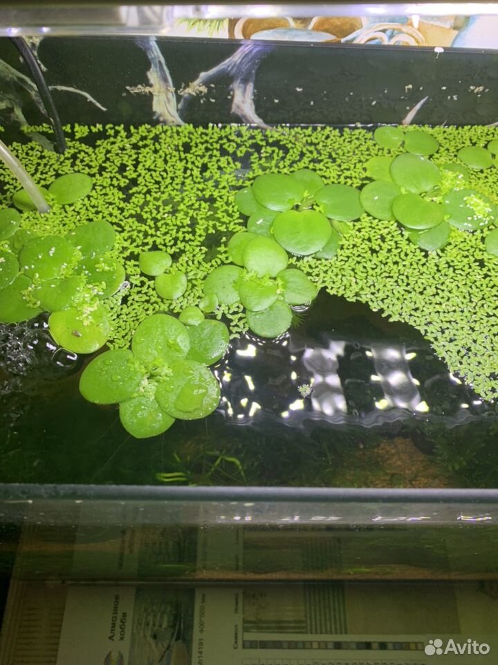 Аквариумное растение Лимнобиум