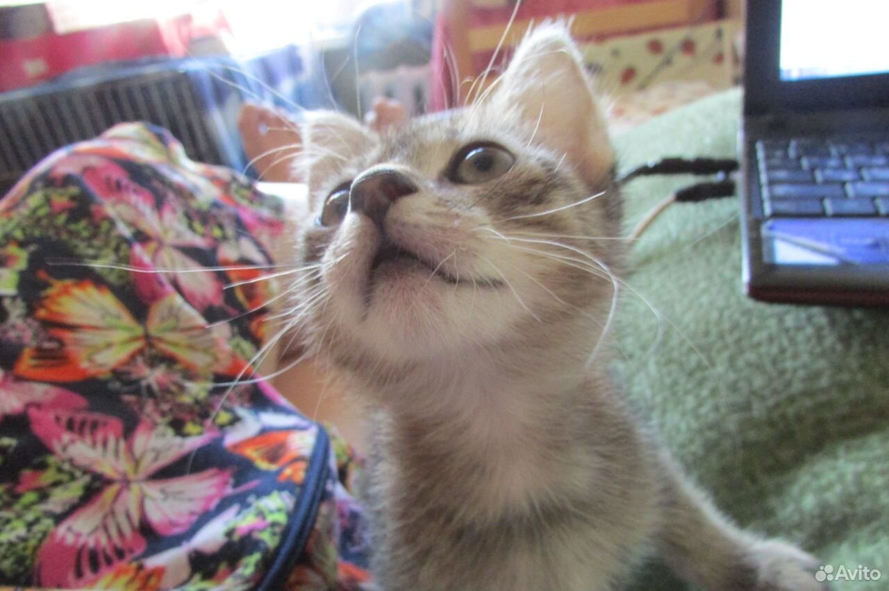 Алиса, 2,5 месяца, отдам в добрые руки