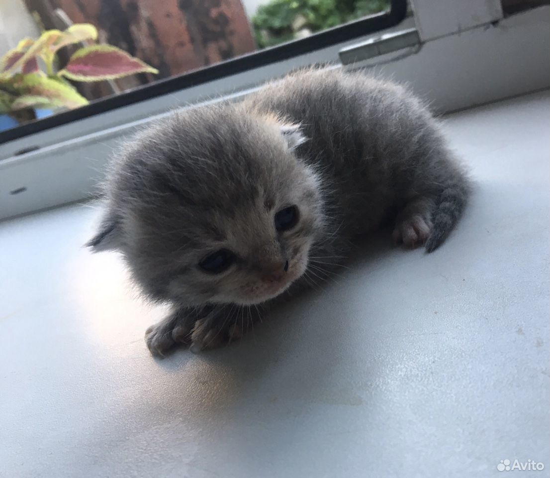 Британский котёнок