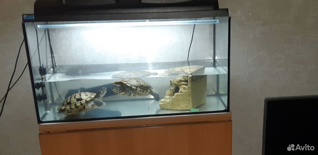 Отдам черепах