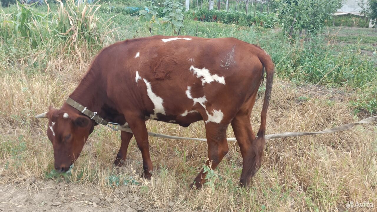 Продается телка