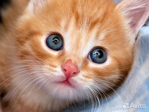 Ищу рыжего котенка