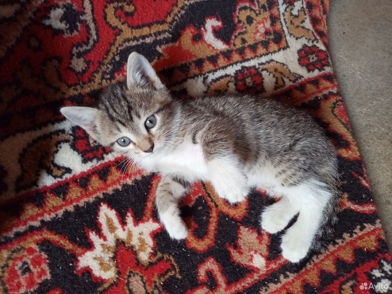 Котятки из храма 1,5 месяца