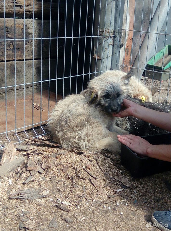 Керн терьер