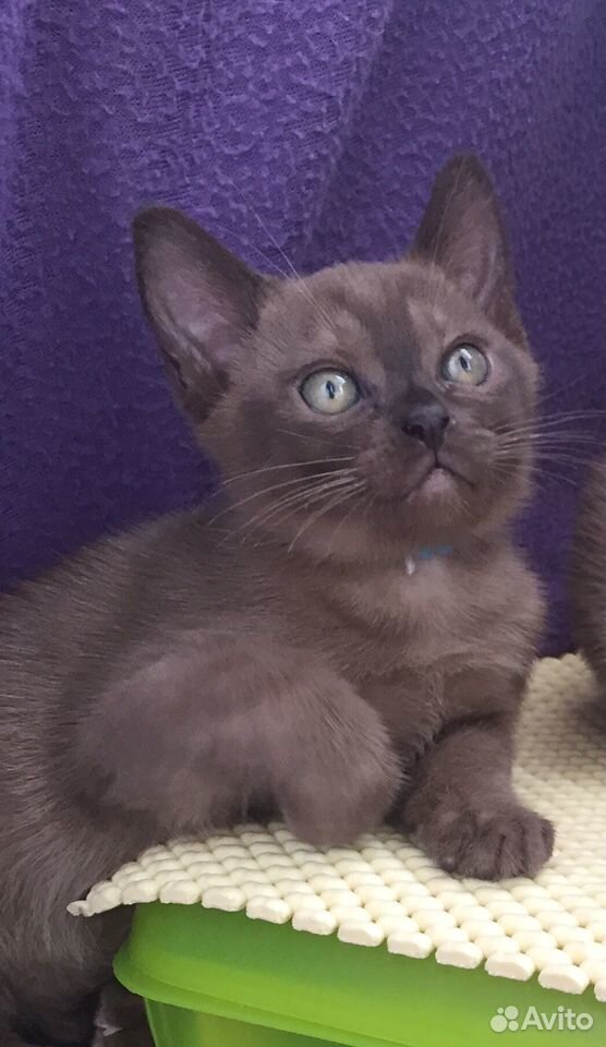 Бурманский мальчик 2 месяца