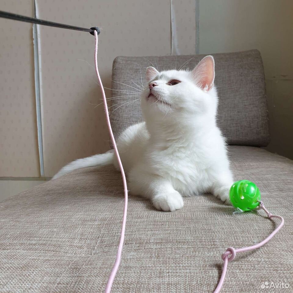 Британская девочка