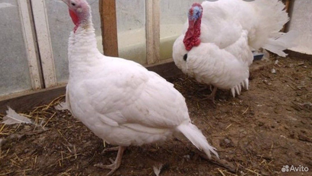 Бройлерные индюки мясо