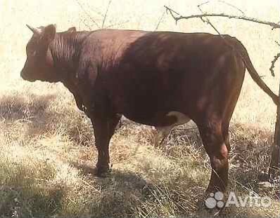 Быки на убой