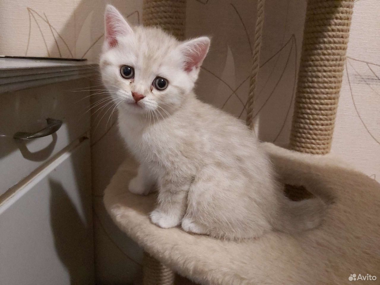Шотландский прямоухий мальчишка