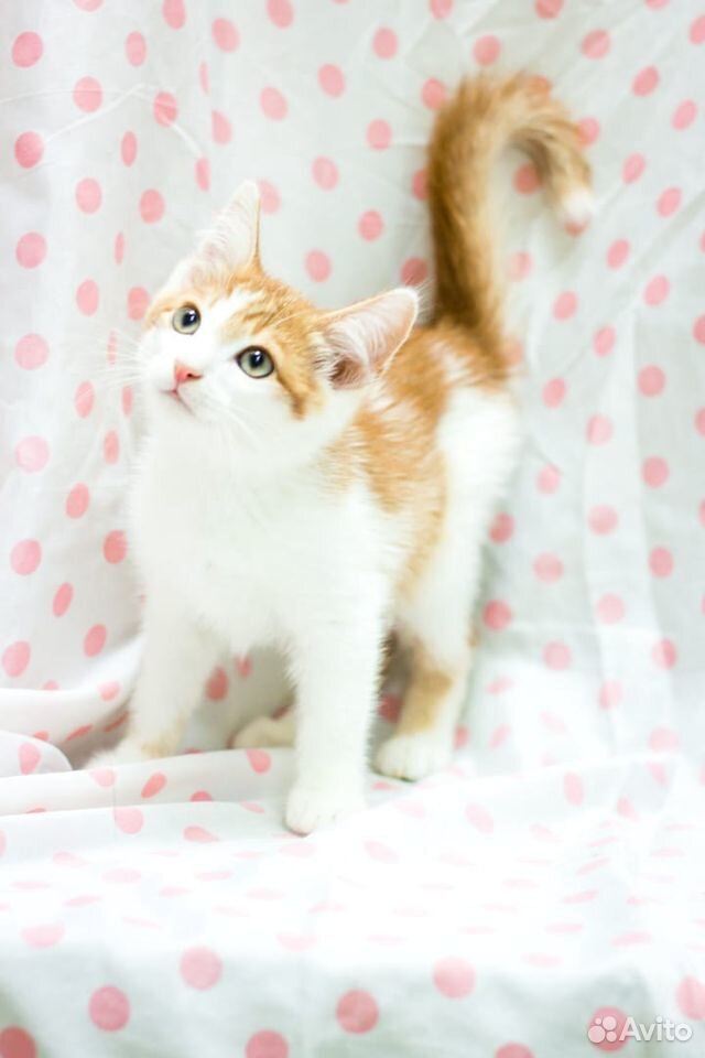 Шикарные котята разных возрастов в дар