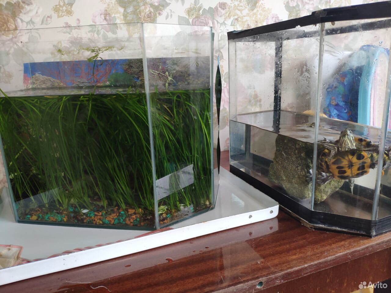 Аквариум (рыбки и черепаха)