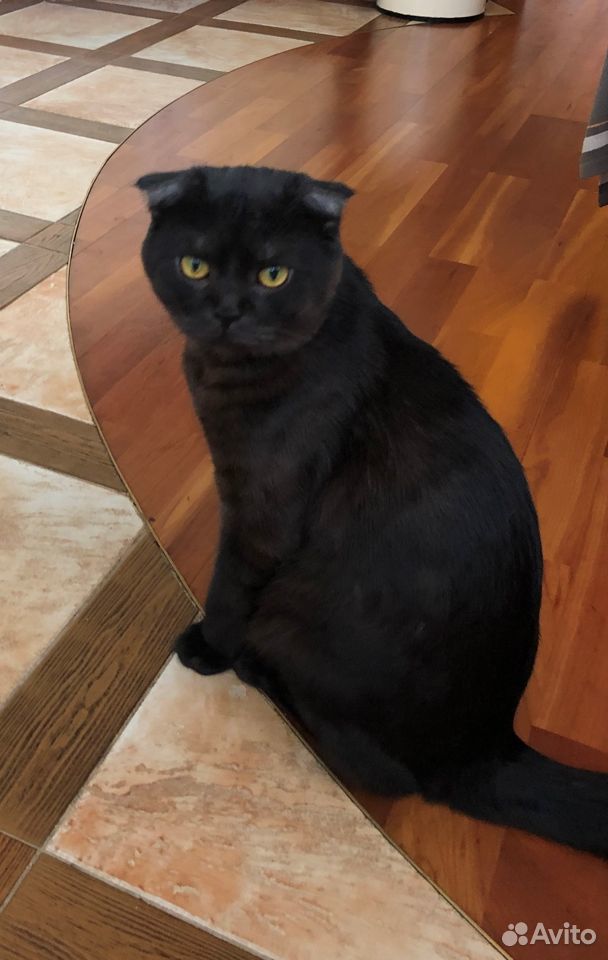 Британский вислоухий котик на вязку
