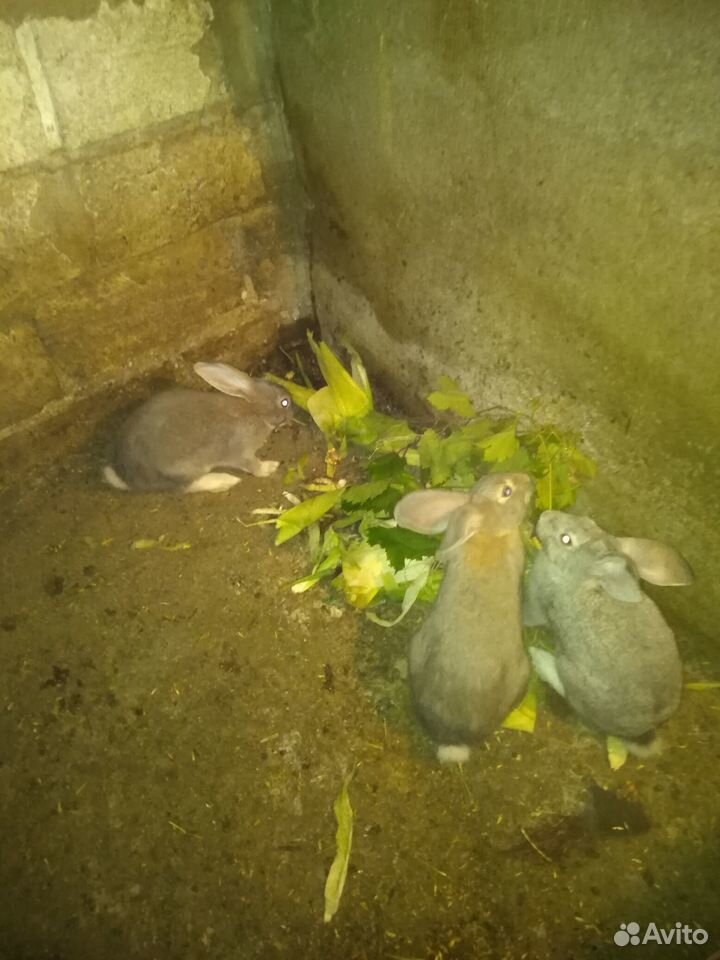 Кролики молодые