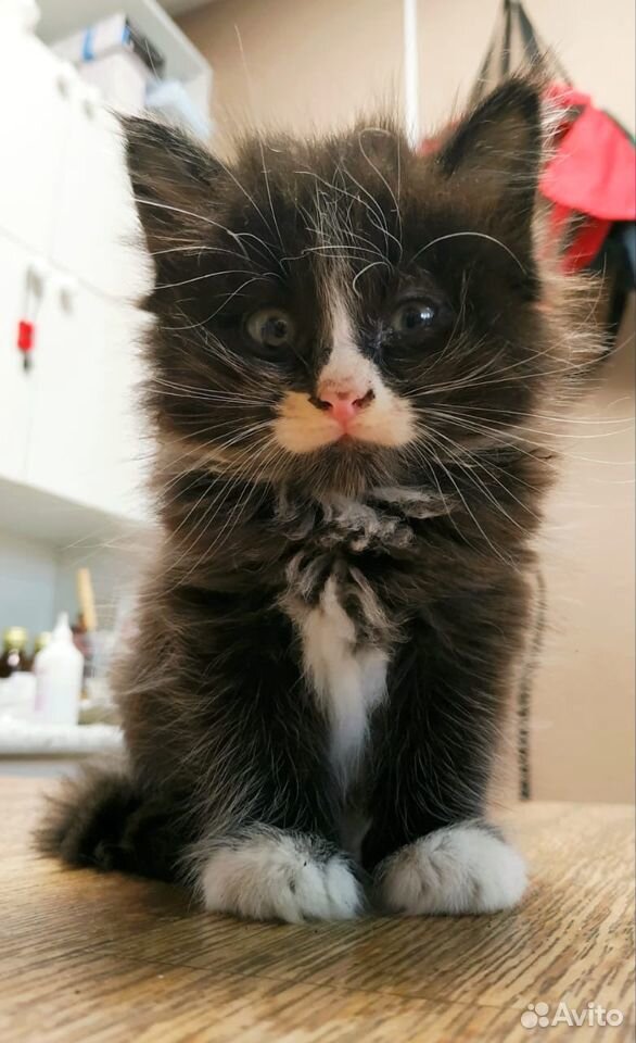 Котёнок девочка в добрые руки