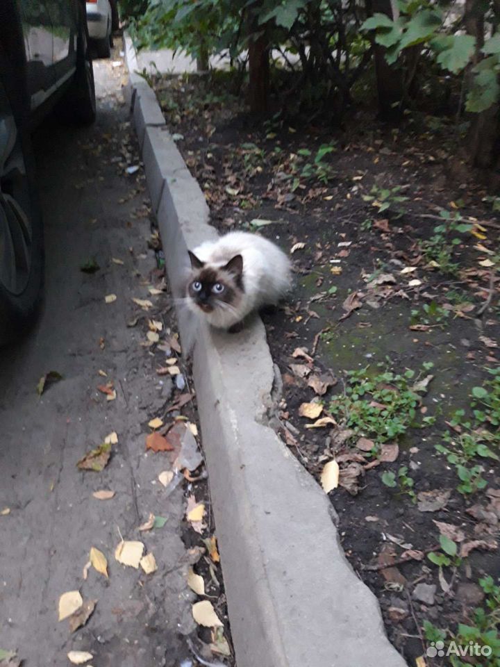 Невская маскарадная