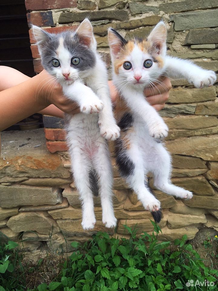 Котята найдены в лесу