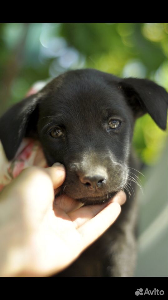 Ищу лучшую семью, для девочки припевочки