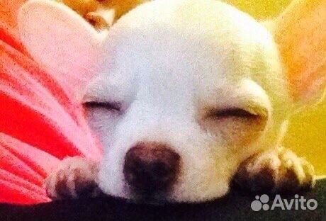 Вязка миничихуахуа