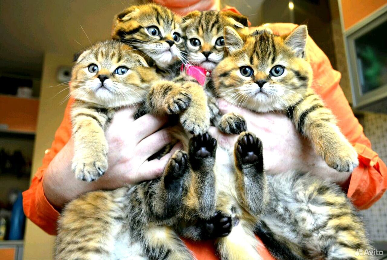 Очаровательные Котята,мраморята-тигрята Шотландцы