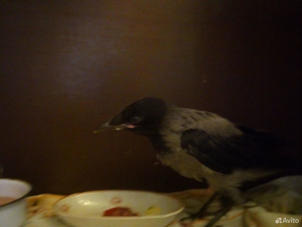 Птица хищная