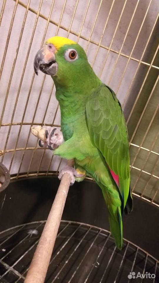 Попугай Амазон