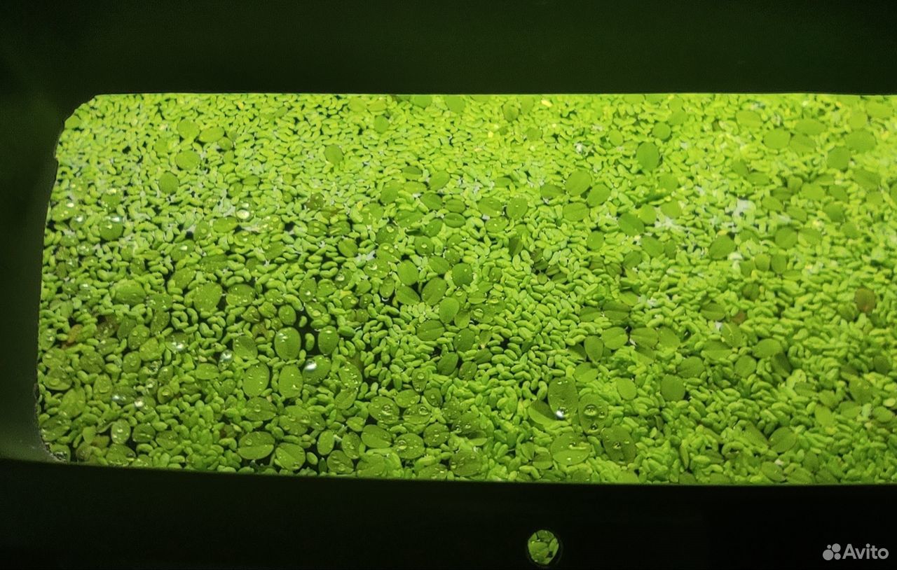 Растения плавающие (аквариум)