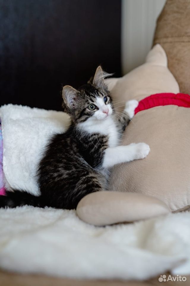 Котенок супер ласковый