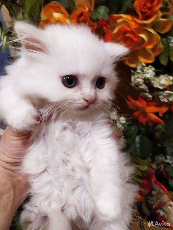 Шотланская вислоухая