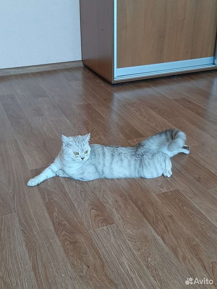 Кошка