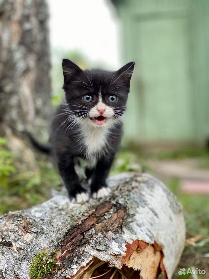 Котенок