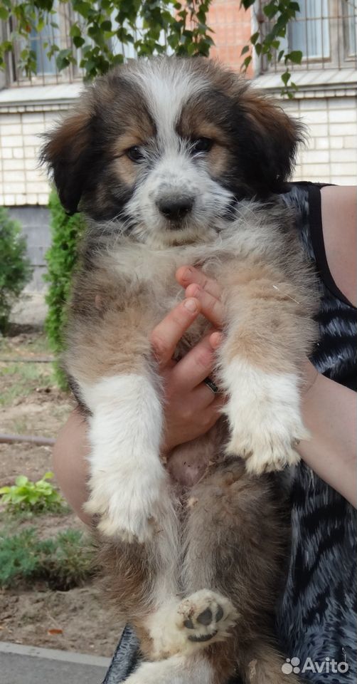 Щенок в добрые руки