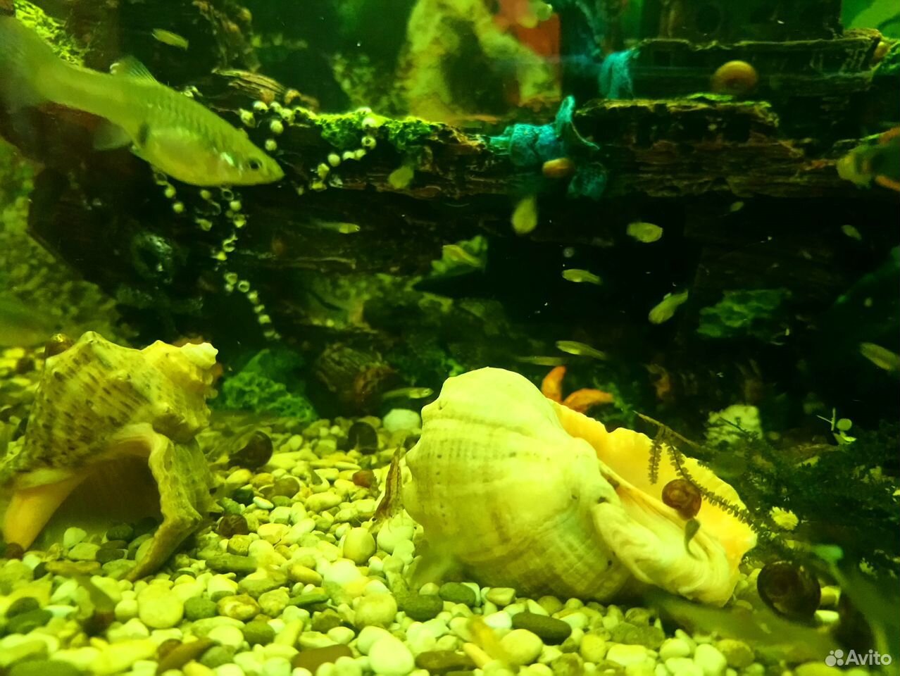 Гуппи мальки