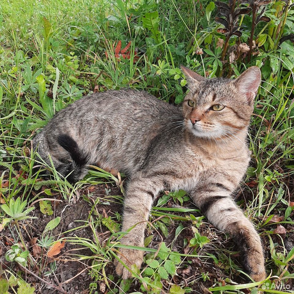 Брошенный кот