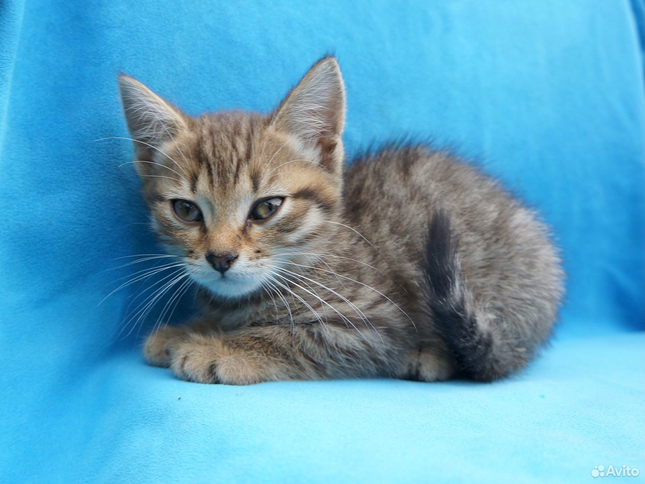 Киска Вискас